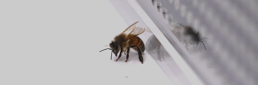 INSECT SOUND Library - 3.6 GB of stunning Bee Sounds, Fly Sounds ...