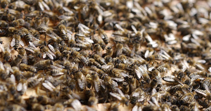 INSECT SOUND Library - 3.6 GB of stunning Bee Sounds, Fly Sounds ...