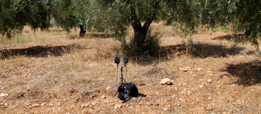 INSECT SOUND Library - 3.6 GB of stunning Bee Sounds, Fly Sounds ...